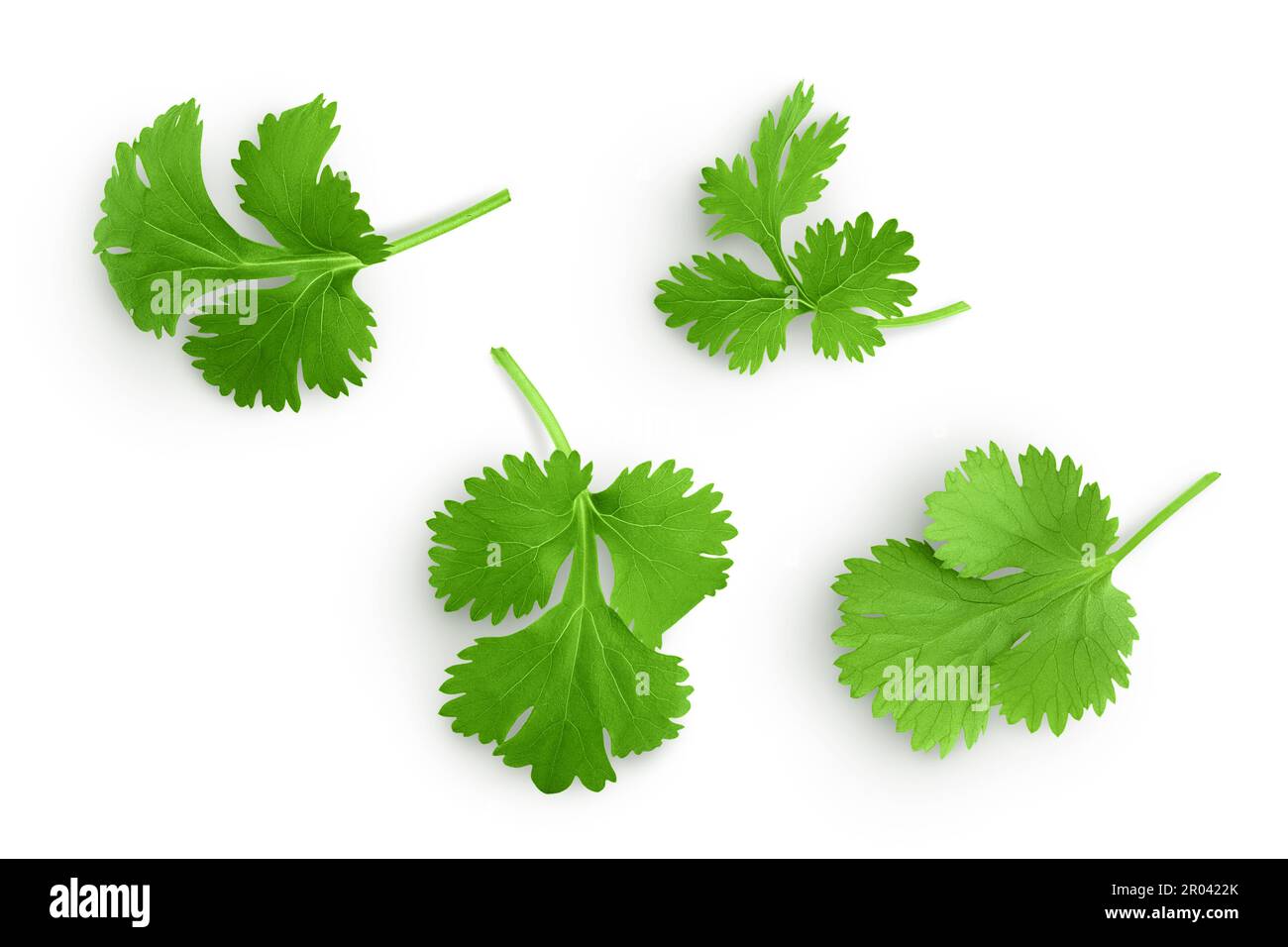 Coriander leaf isolated on white background. Top view. Flat lay Stock ...