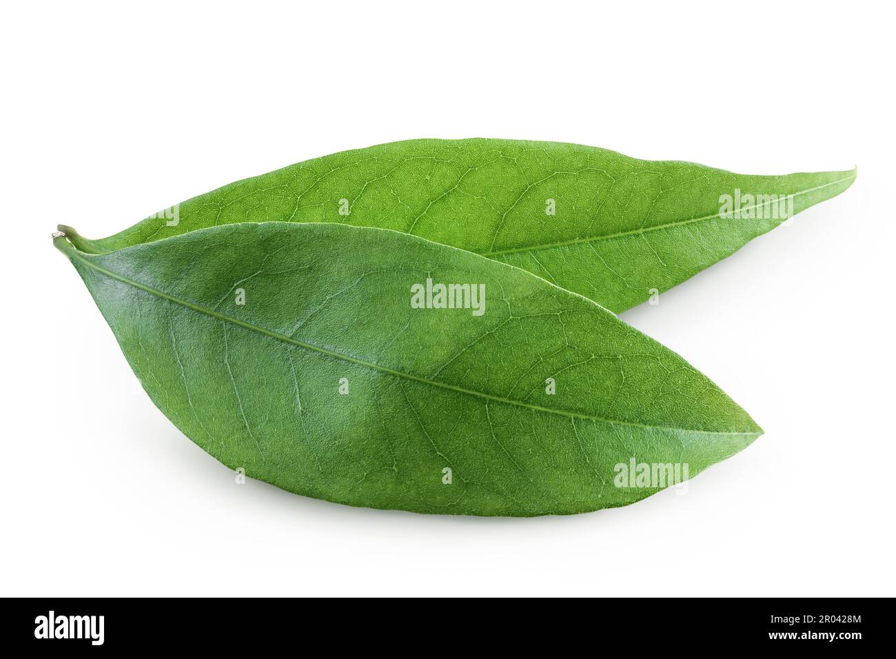 Green lychee leaf isolated on a white background Stock Photo - Alamy