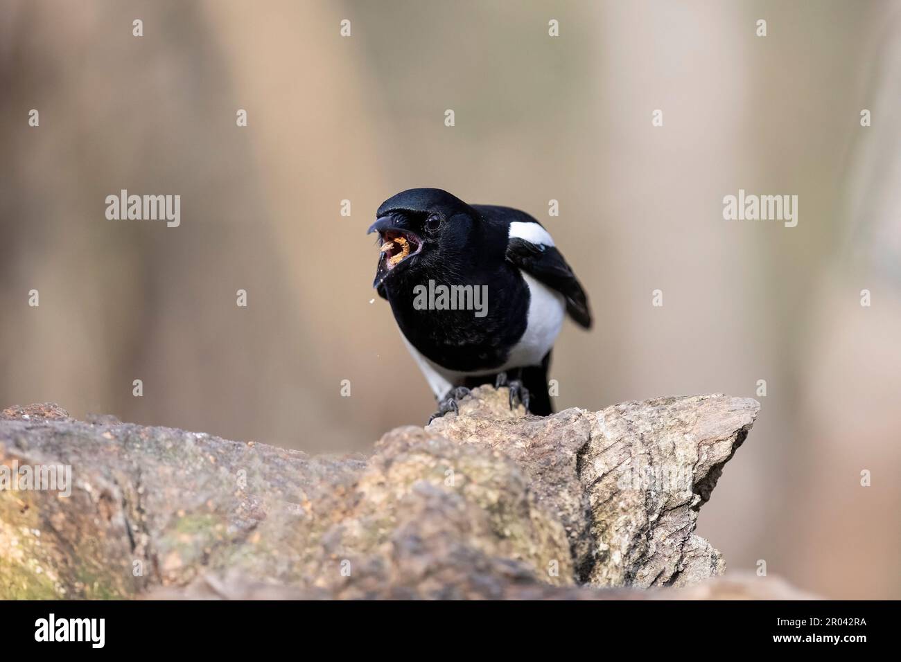 Magpie bird Pica pica close up swallowing a mealworm while perching on ...