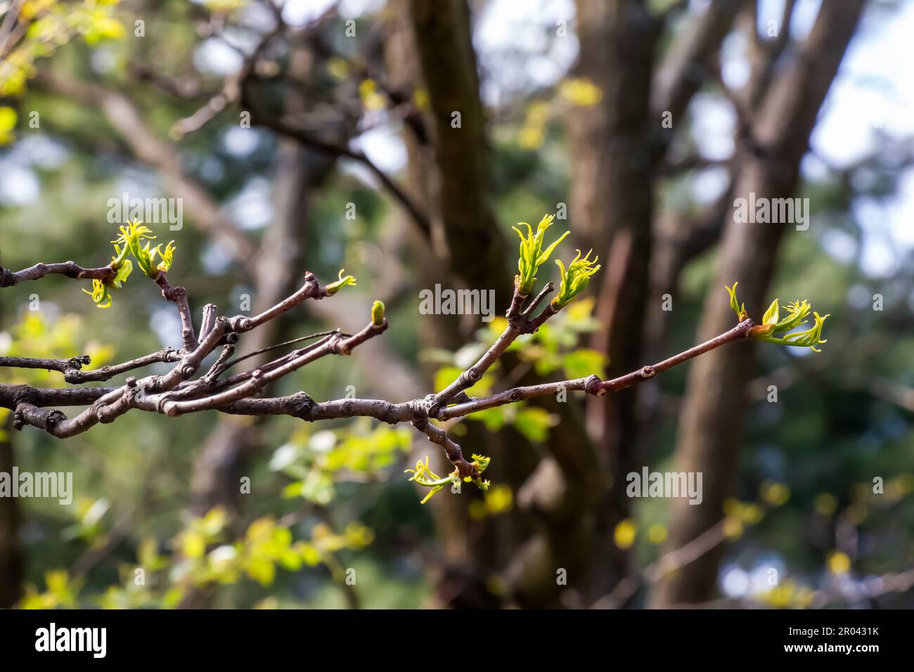The new growth in spring from Phellodendron sachalinense Stock Photo ...