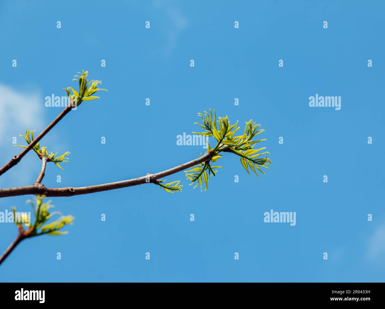 The new growth in spring from Phellodendron sachalinense Stock Photo ...
