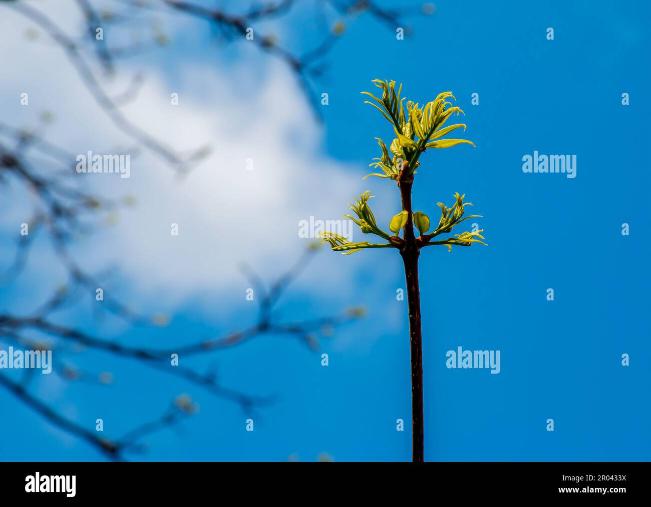 Phellodendron amurense bark hi-res stock photography and images - Alamy