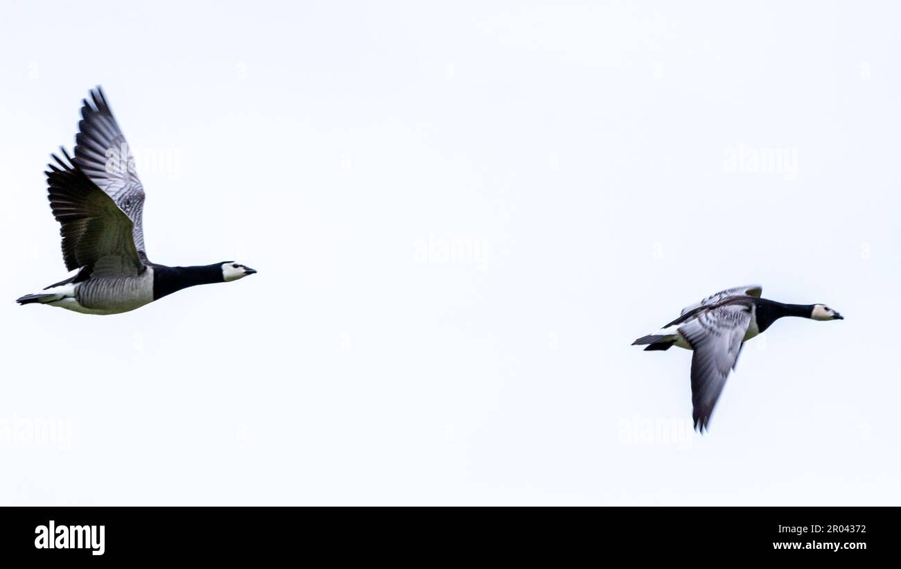 Two barnacle gooses flying in front of a white sky Stock Photo - Alamy
