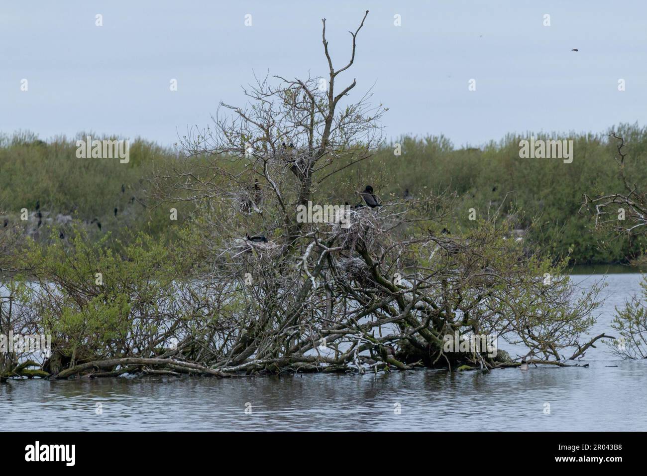 cormorant sitting in the tree in the lake, the tree is dying because ...