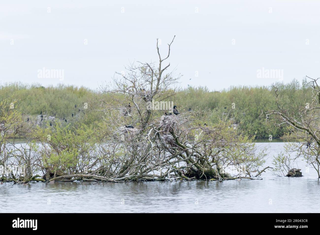 cormorant sitting in the tree in the lake, the tree is dying because ...