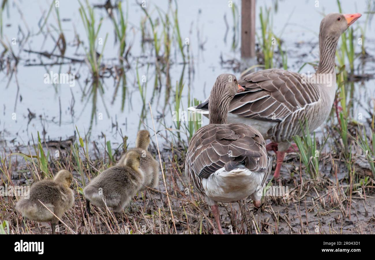 Gray Groose parents protecting their children Stock Photo - Alamy