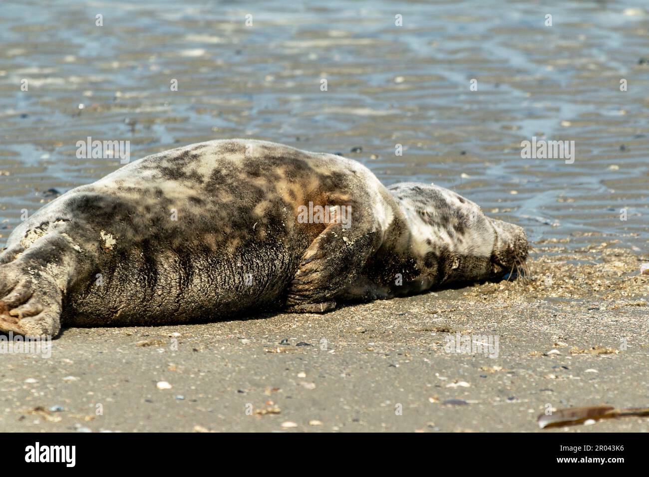 sea dog light on the beach and is almost dead, rest in peace Stock ...