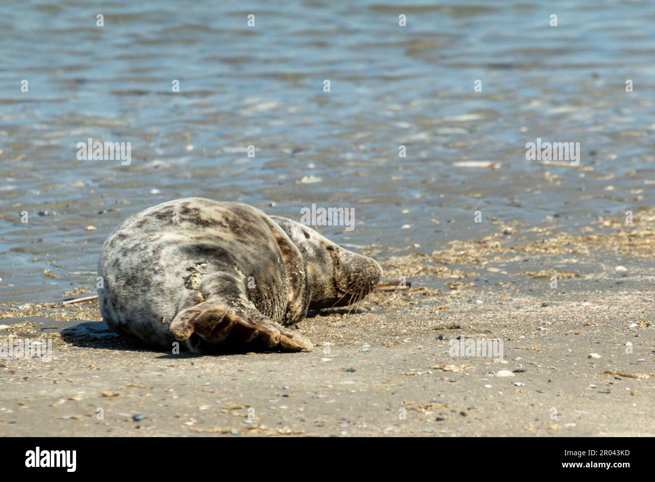 sea dog light on the beach and is almost dead, rest in peace Stock ...