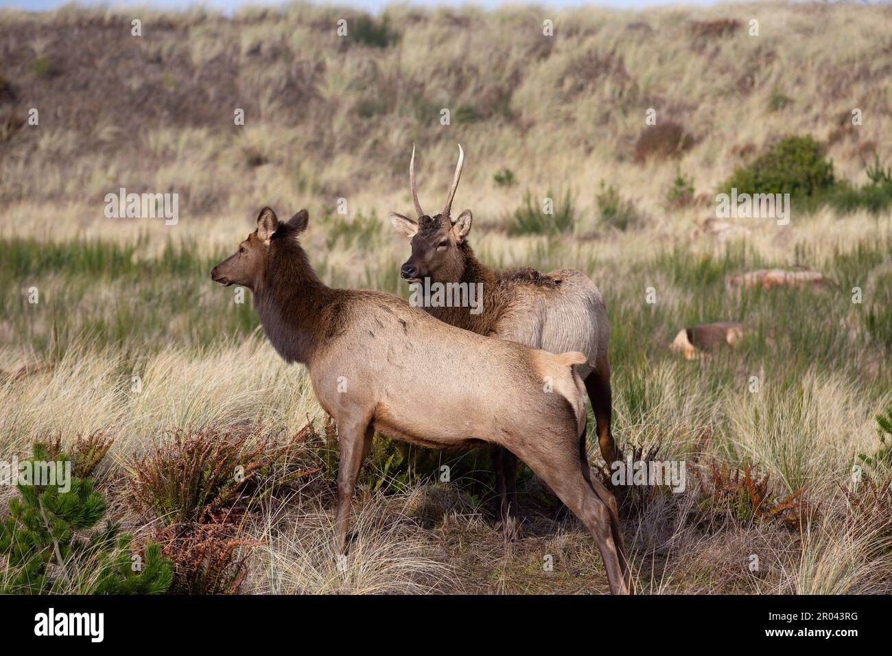 Gearhardt, Oregon, USA - 11/07/2022: Roosevelt Elk herd residing along ...