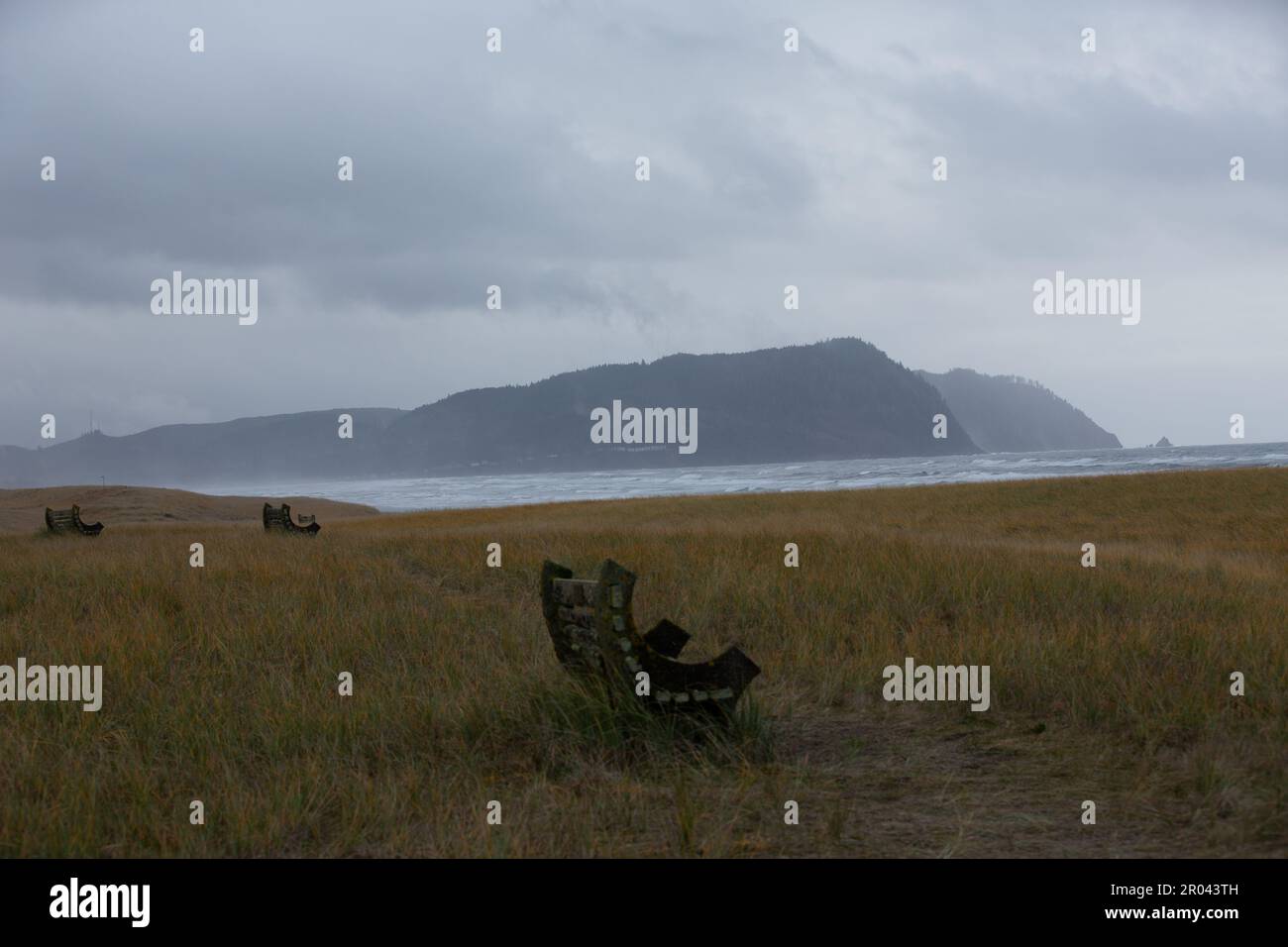 Gearhardt, Oregon, USA - 11/07/2022: Roosevelt Elk herd residing along ...