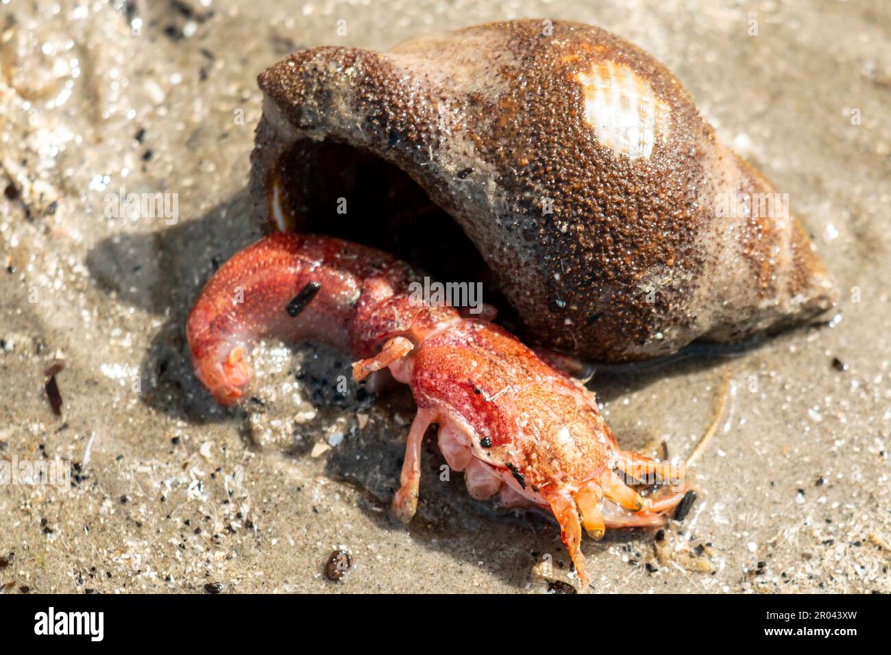 Mini lobster has crawled out of his shell on the beach Stock Photo - Alamy