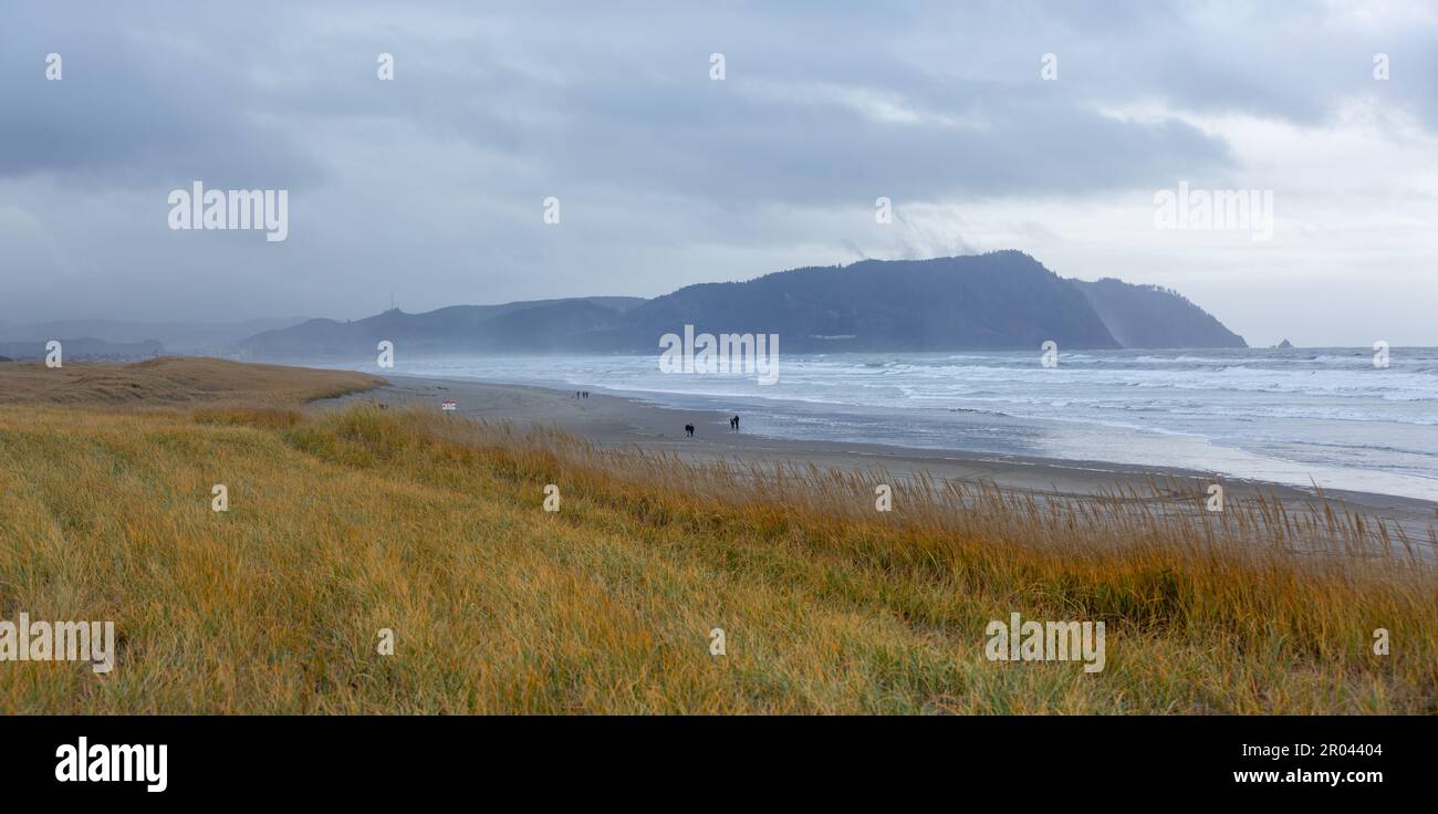 Gearhardt, Oregon, USA - 11/07/2022: Roosevelt Elk herd residing along ...