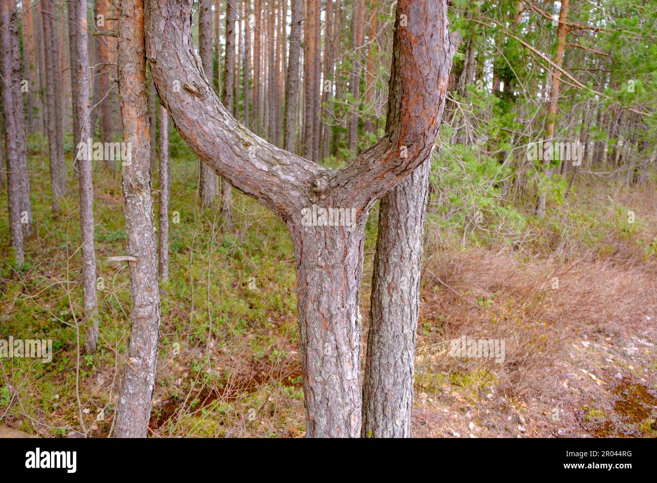 An interesting pine has grown from one trunk into two parts with a ...