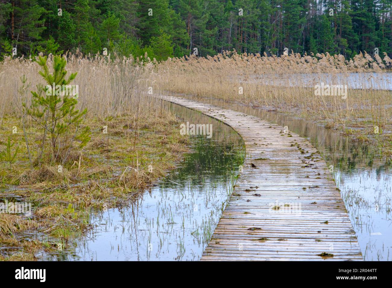 Wooden path along the shore of the lake, plank deck, modern landscape ...