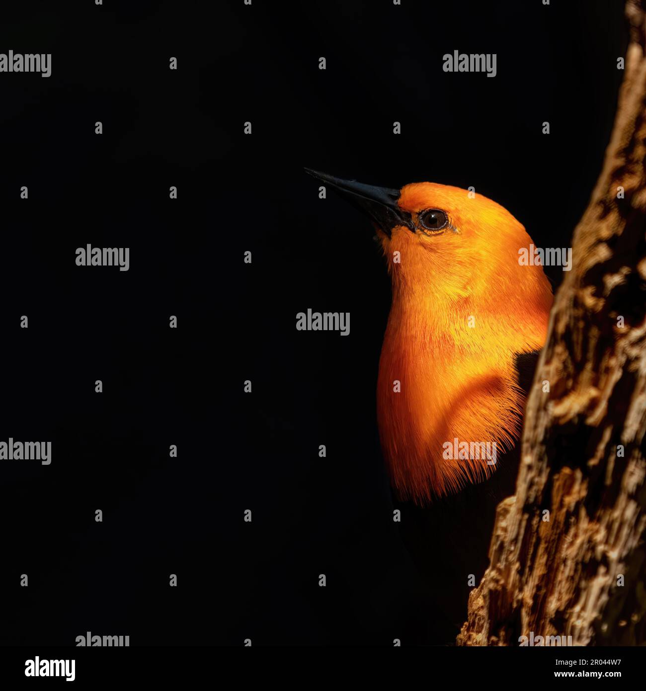 Icterid blackbird hi-res stock photography and images - Alamy