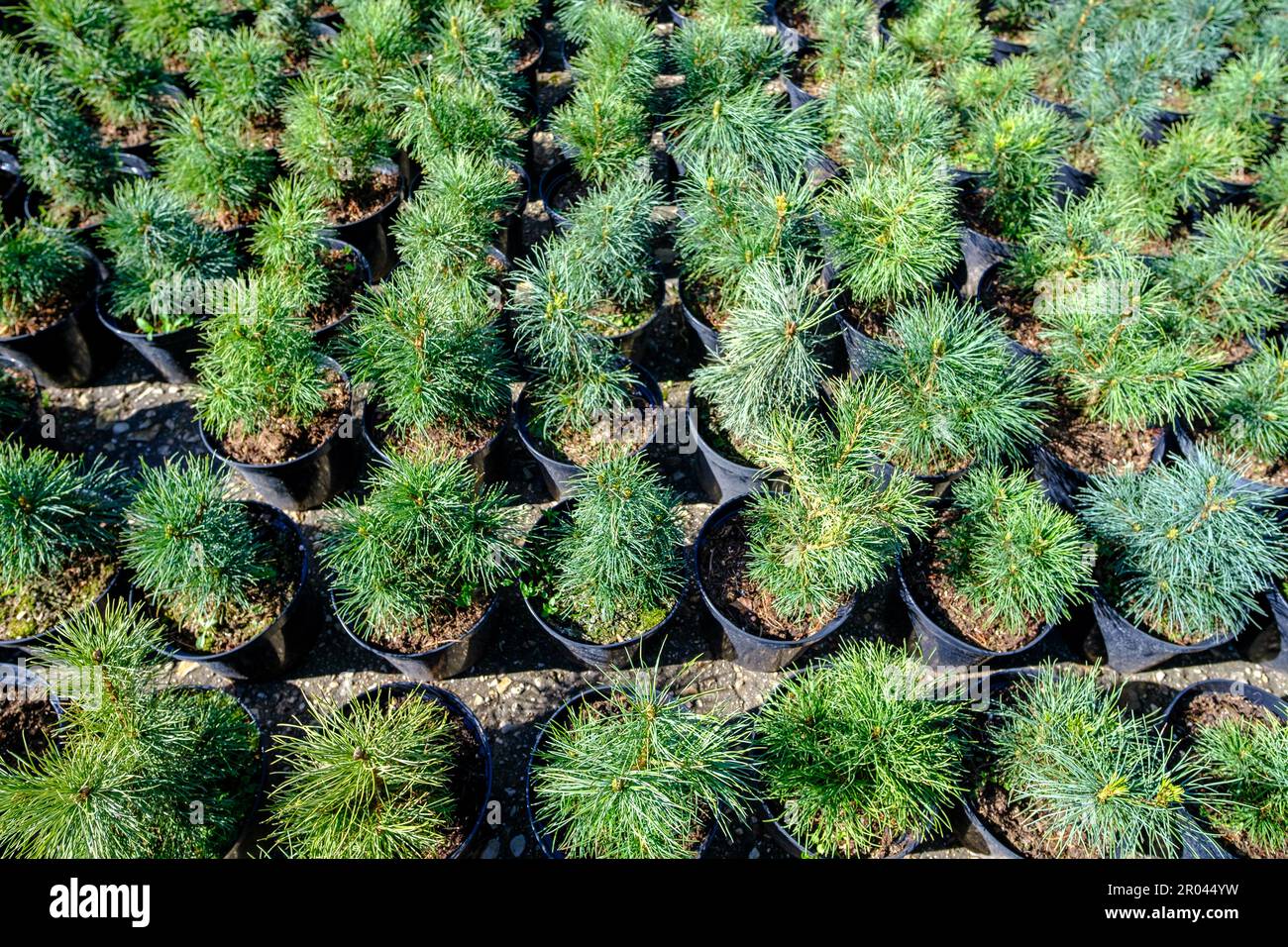 Small pine seedlings in pots. For setting up a decorative garden Stock ...