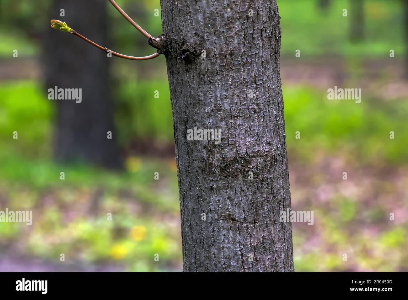 Trunk and young leaves of Norway maple Globosum. Latin name Acer platanoides Globosum Stock ...