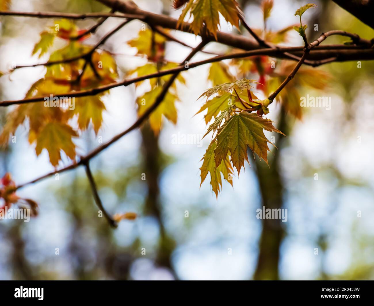 Maple Norway Globosum branch with leaves. Latin name Acer platanoides Globosum Stock Photo - Alamy