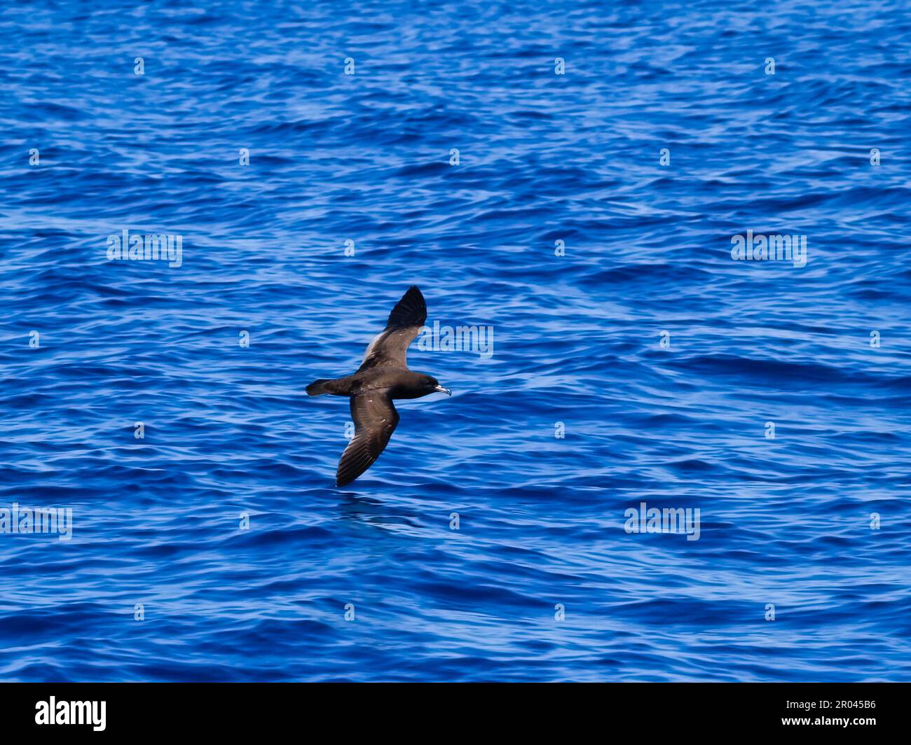 Black petrel in flight skimming across blue ocean in Bay of Plenty ...