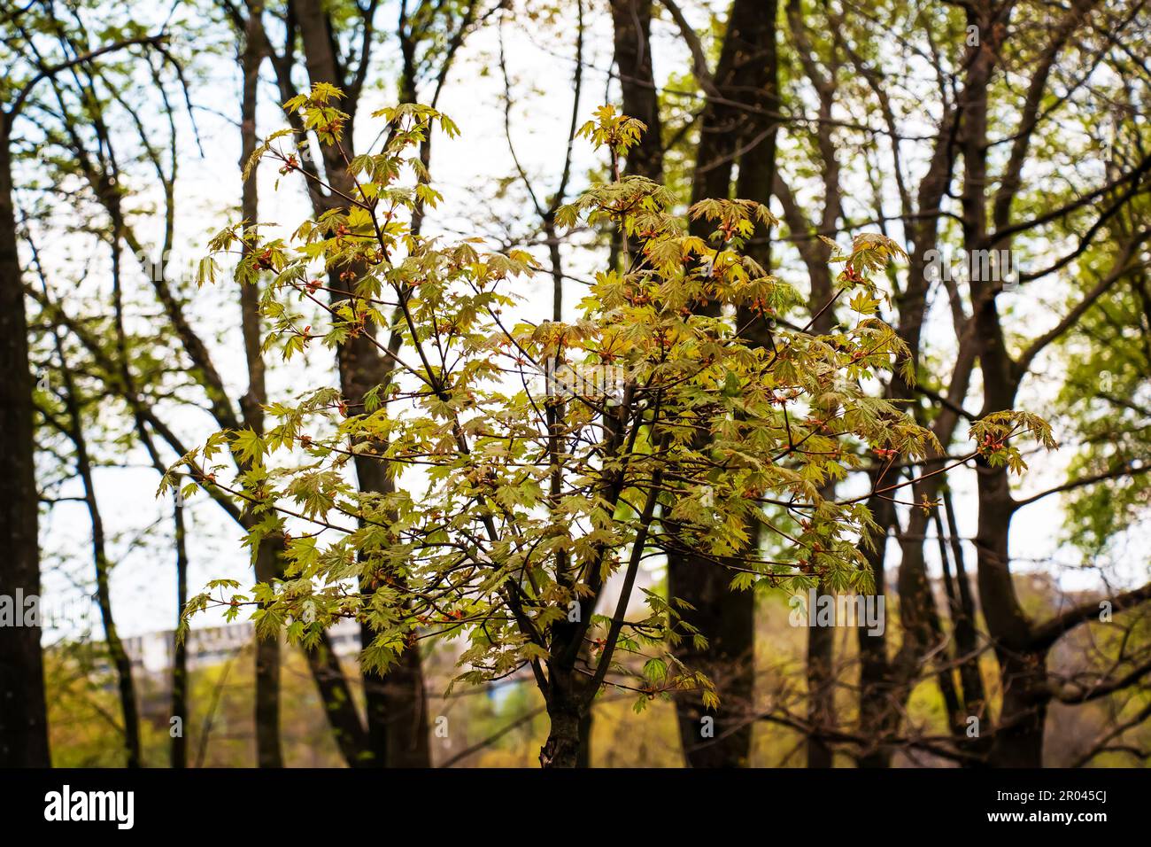 Maple Norway Globosum branch with leaves. Latin name Acer platanoides Globosum Stock Photo - Alamy