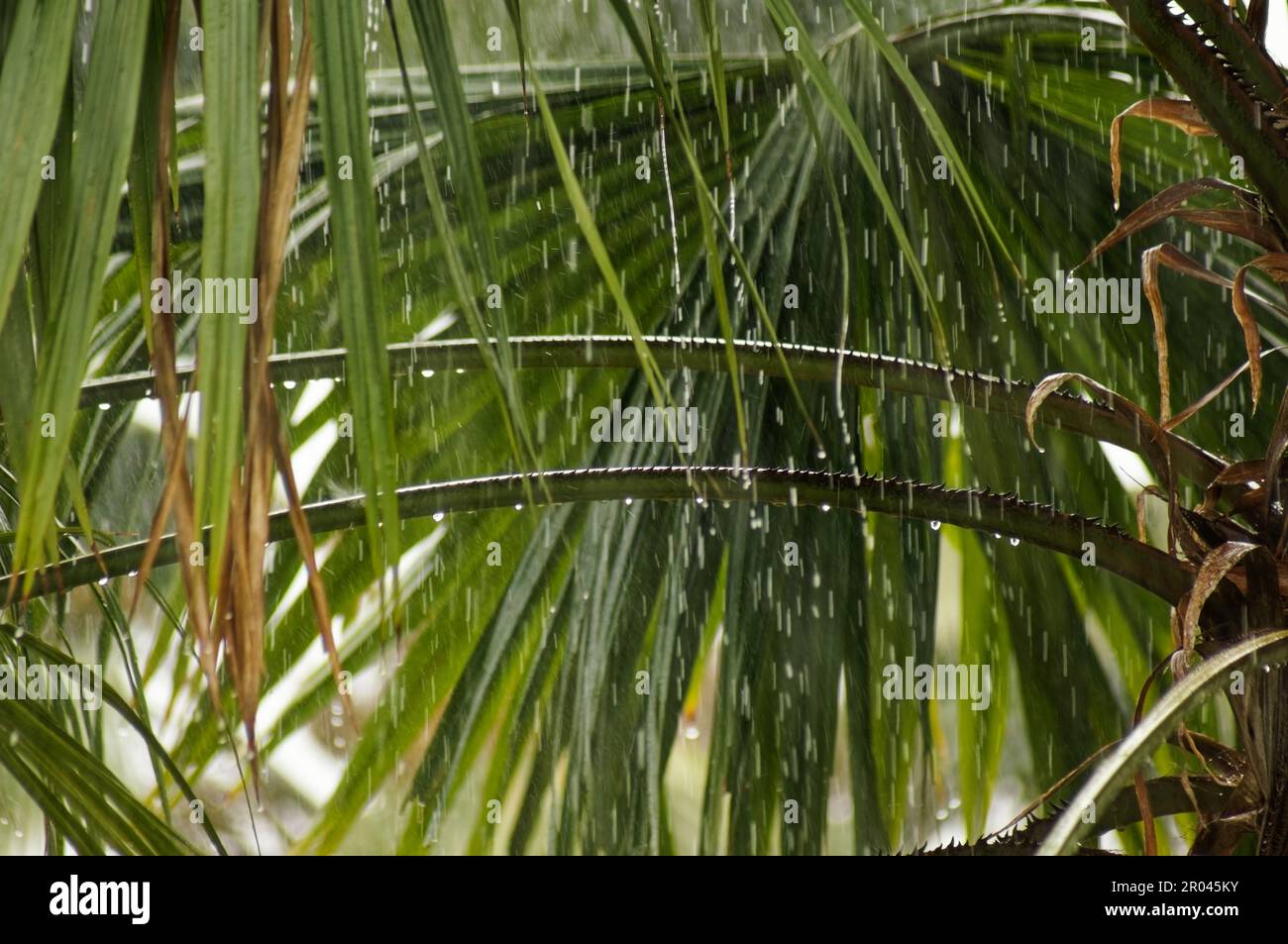 Heavy rain falls on leaves hi-res stock photography and images - Alamy