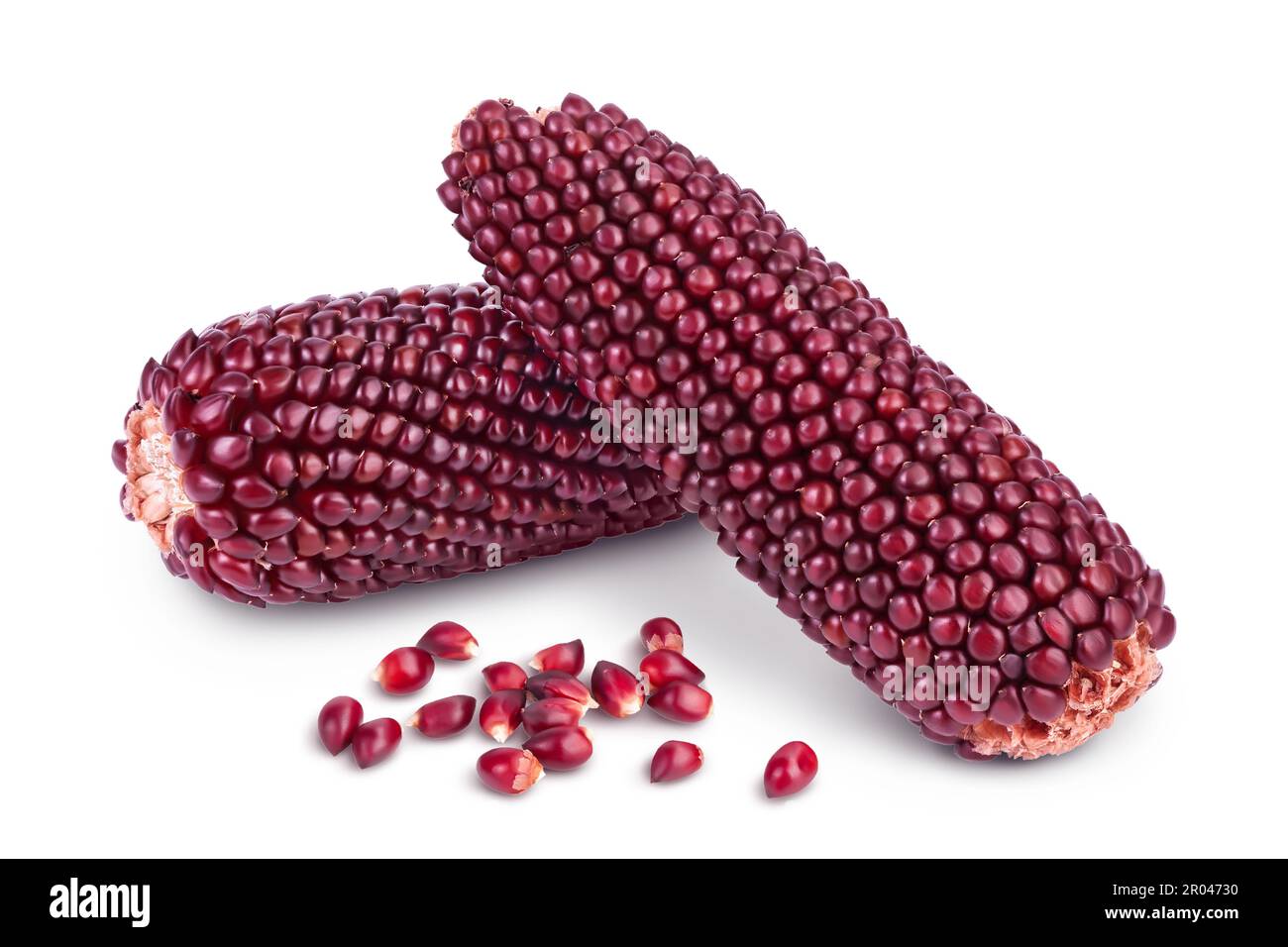 Purple corn or maize isolated on white background with full depth of ...