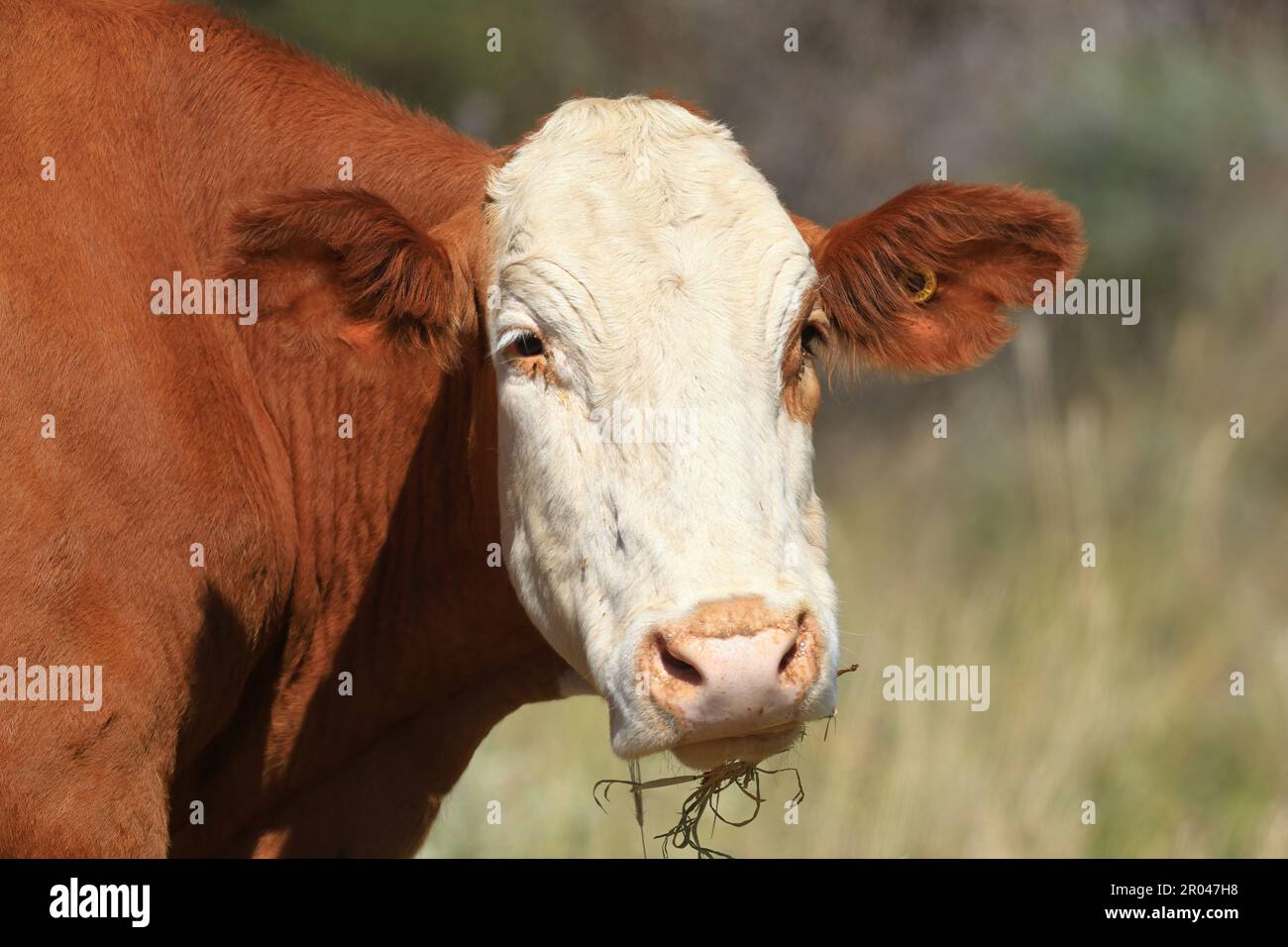 cattle in the wild of Namibia Stock Photo - Alamy
