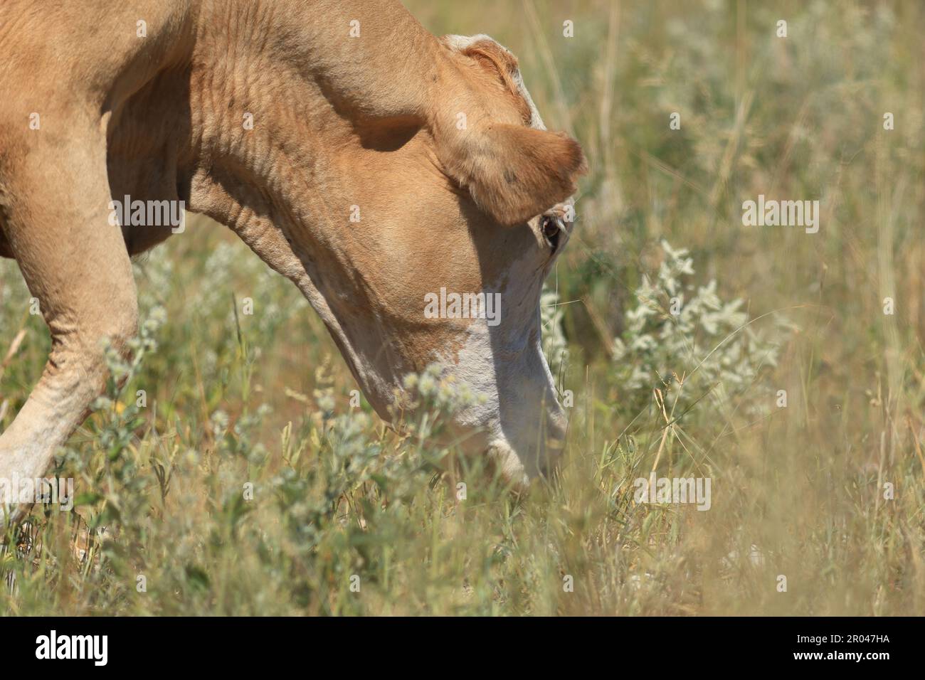 cattle in the wild of Namibia Stock Photo - Alamy