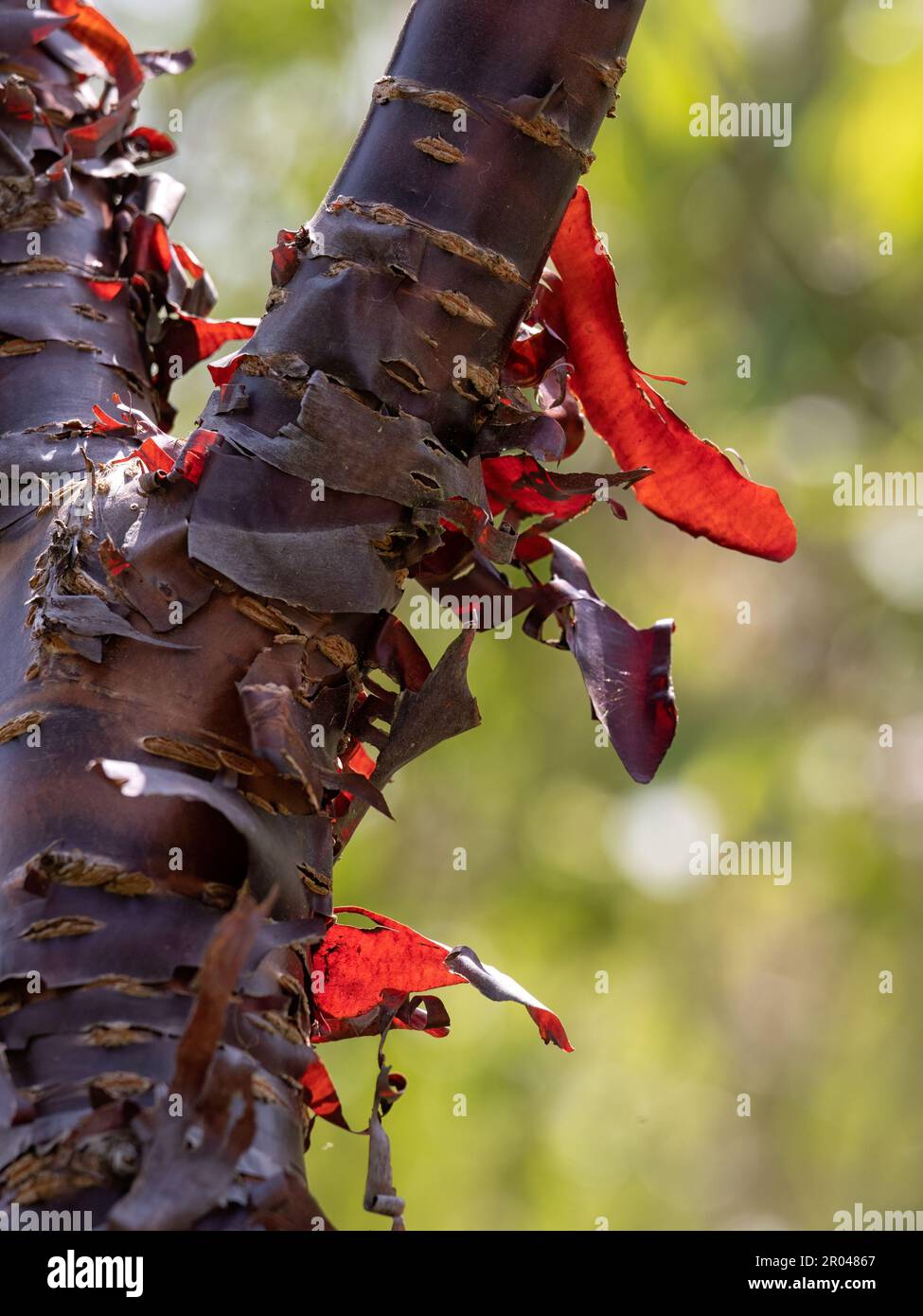 Closeup of sunlit bark on Himalayan cherry tree (Prunus rufa) in a ...