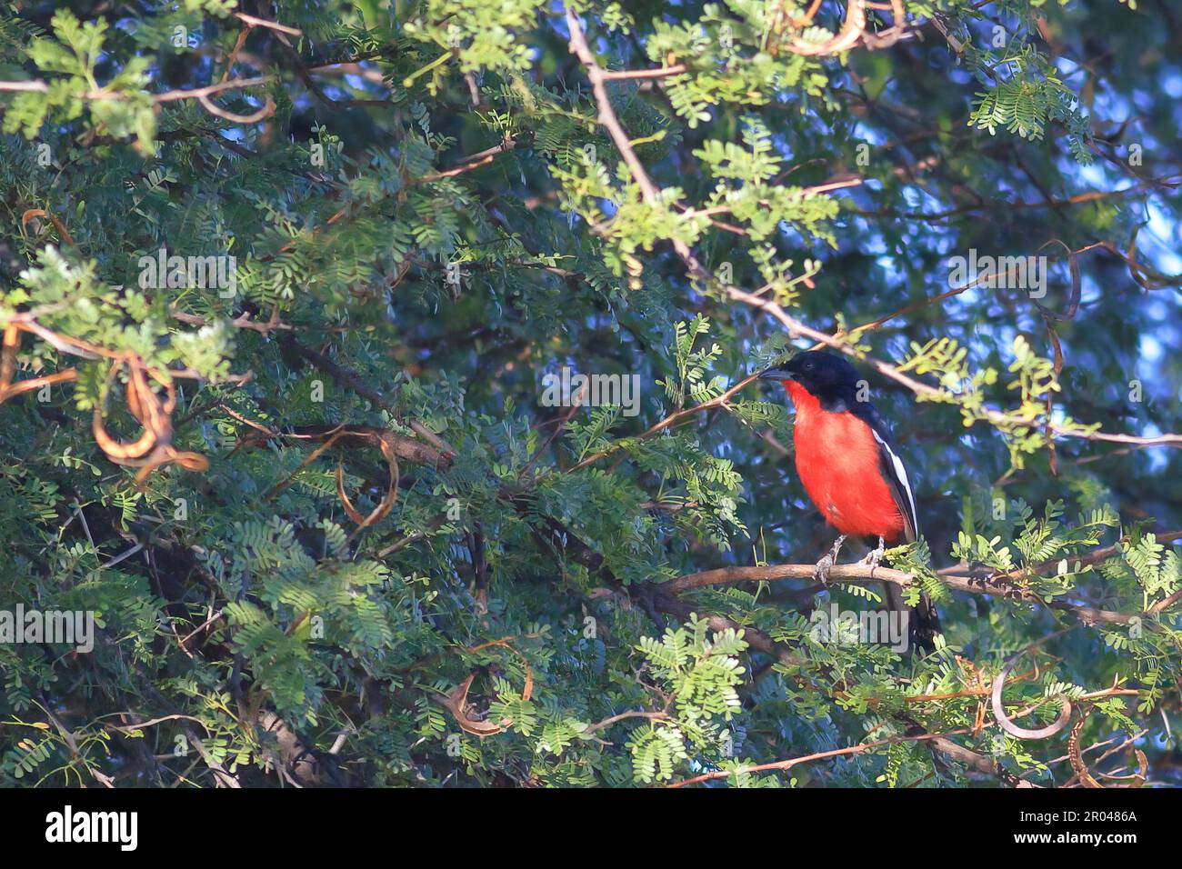 Boubou in tree hi-res stock photography and images - Alamy