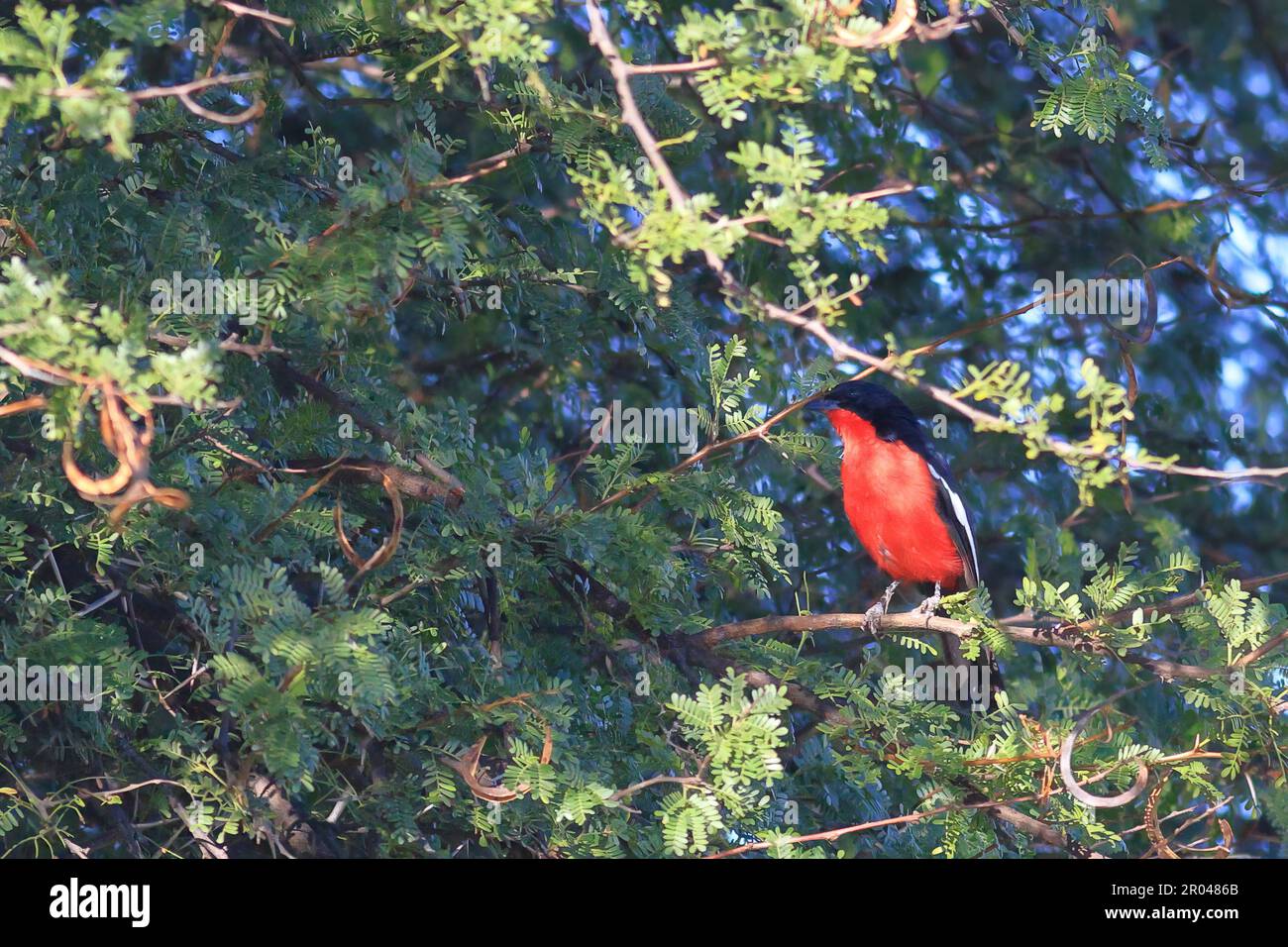 Boubou in tree hi-res stock photography and images - Alamy