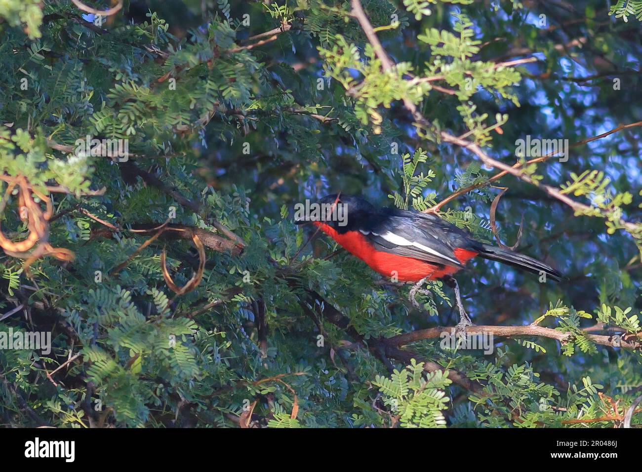 Boubou in tree hi-res stock photography and images - Alamy