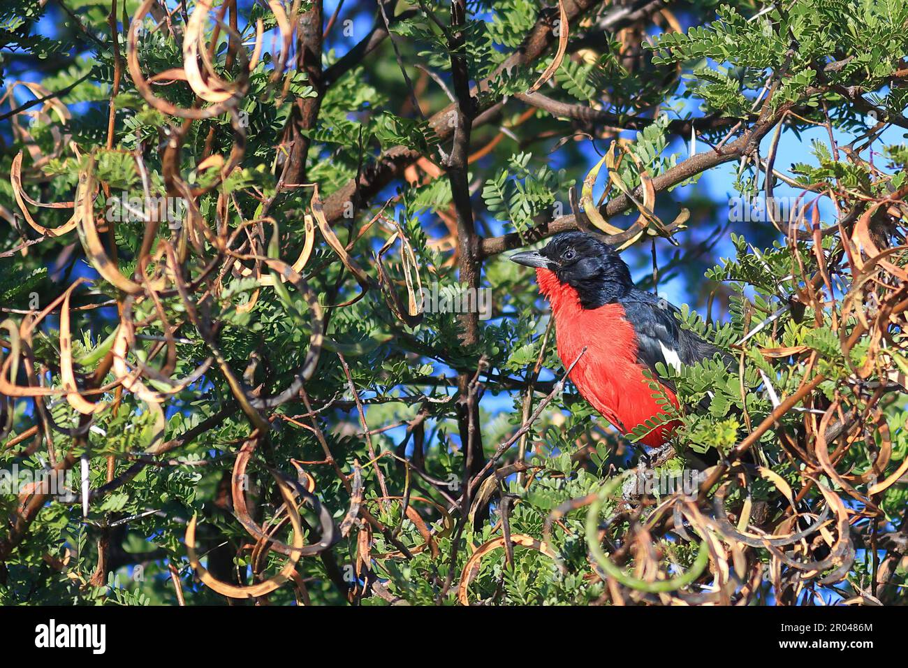 Boubou in tree hi-res stock photography and images - Alamy