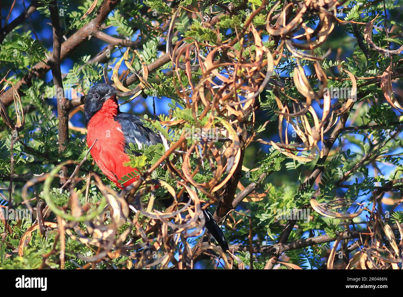 Boubou in tree hi-res stock photography and images - Alamy