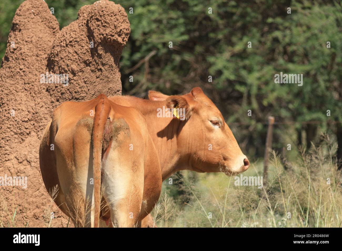 cattle in the wild of Namibia Stock Photo - Alamy