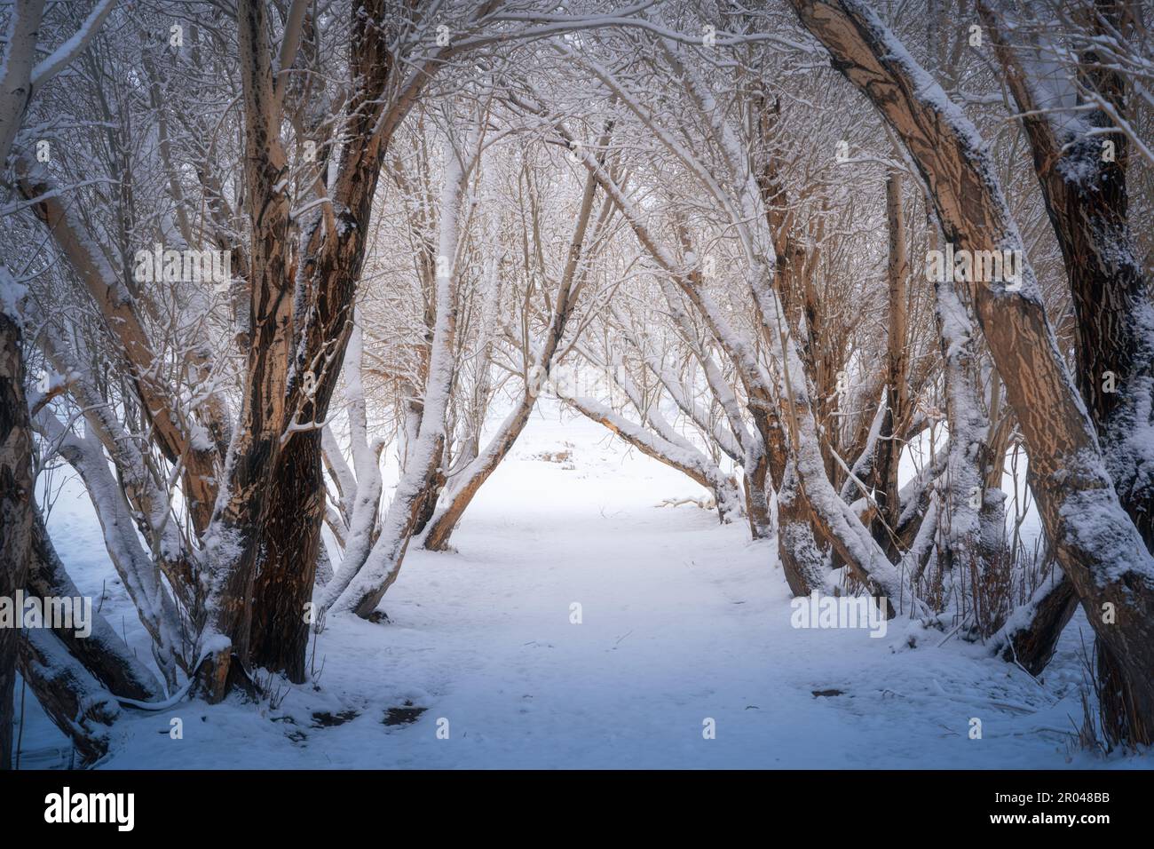 An idyllic winter scene featuring a tranquil forest of snow-covered ...