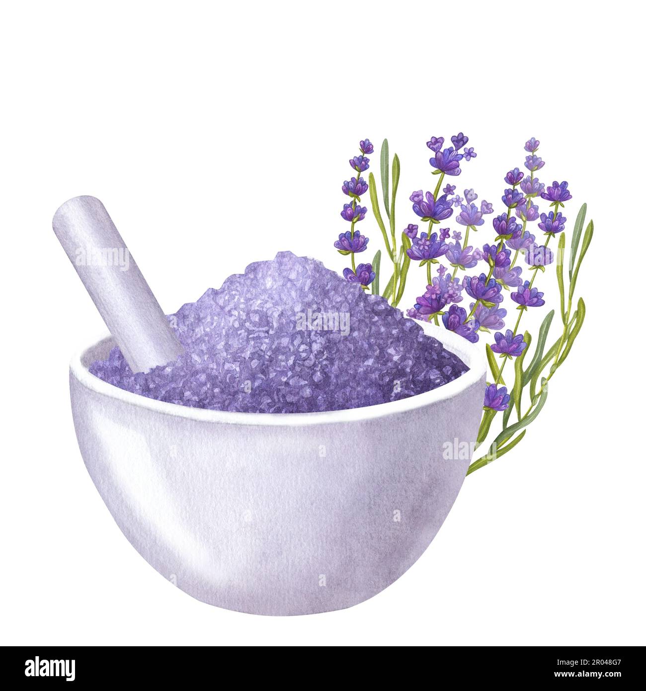 White mortar with lavender sea salt. Bowl and pestle. Aromatherapy, spa, bath. Hand draw ...
