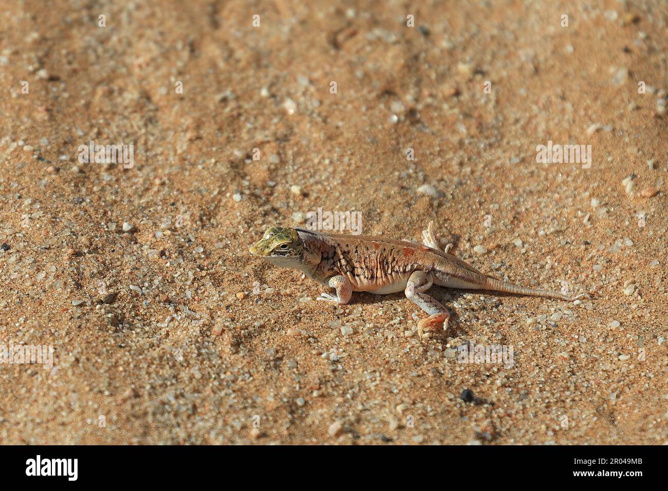 shovel-snouted lizard in the Namib Desert Stock Photo - Alamy