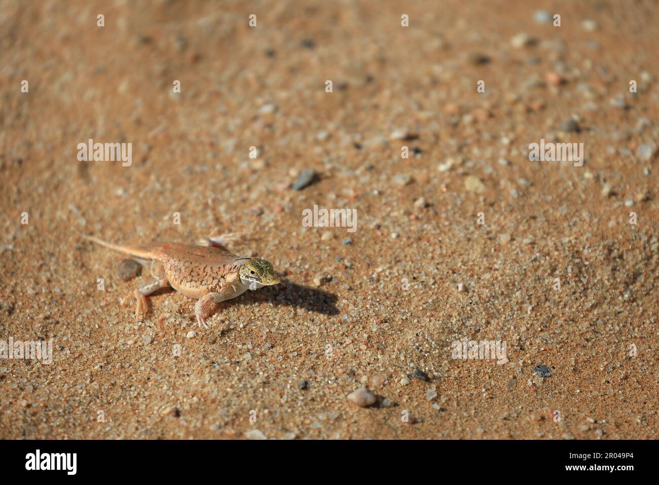 shovel-snouted lizard in the Namib Desert Stock Photo - Alamy
