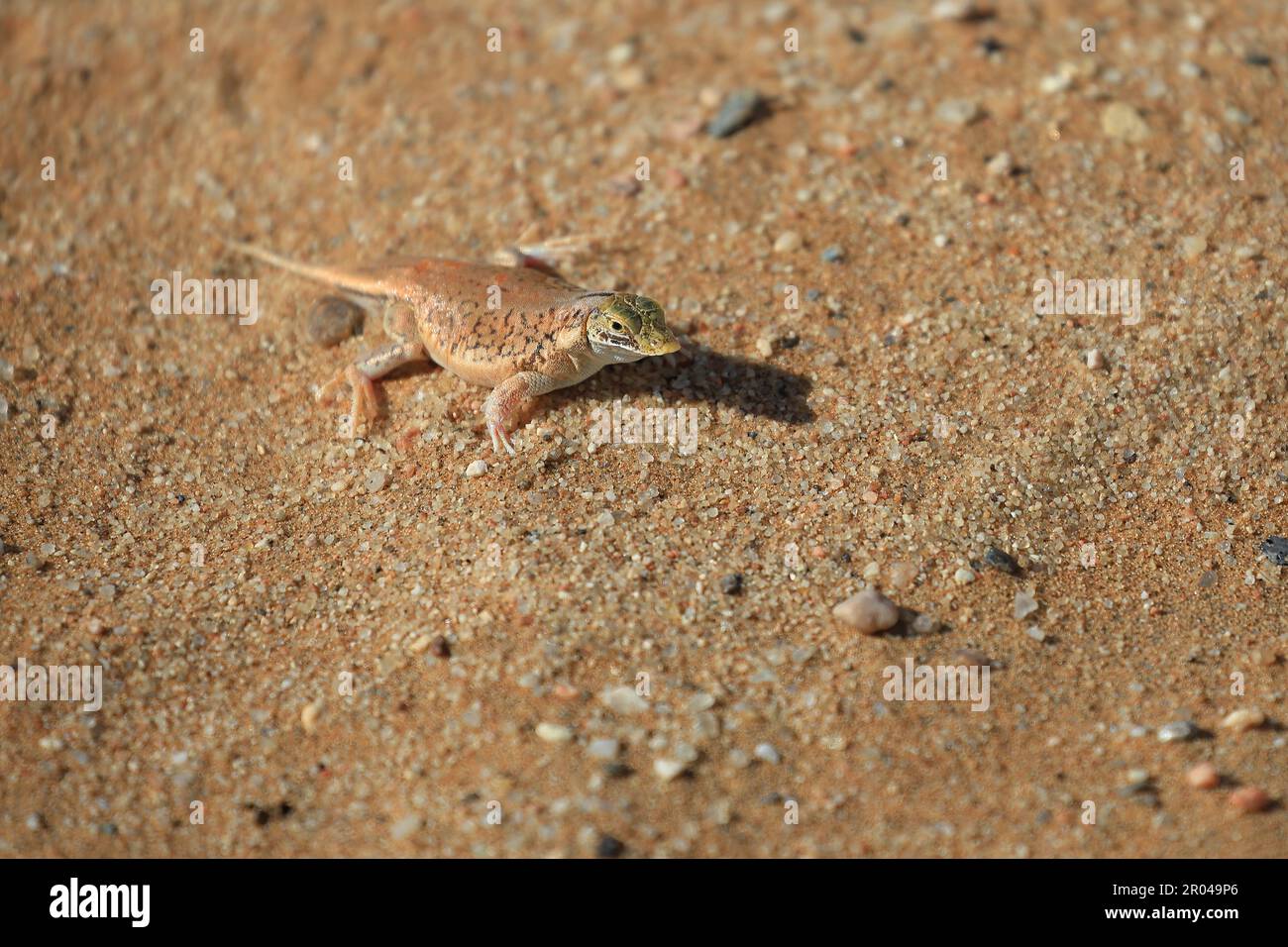 shovel-snouted lizard in the Namib Desert Stock Photo - Alamy
