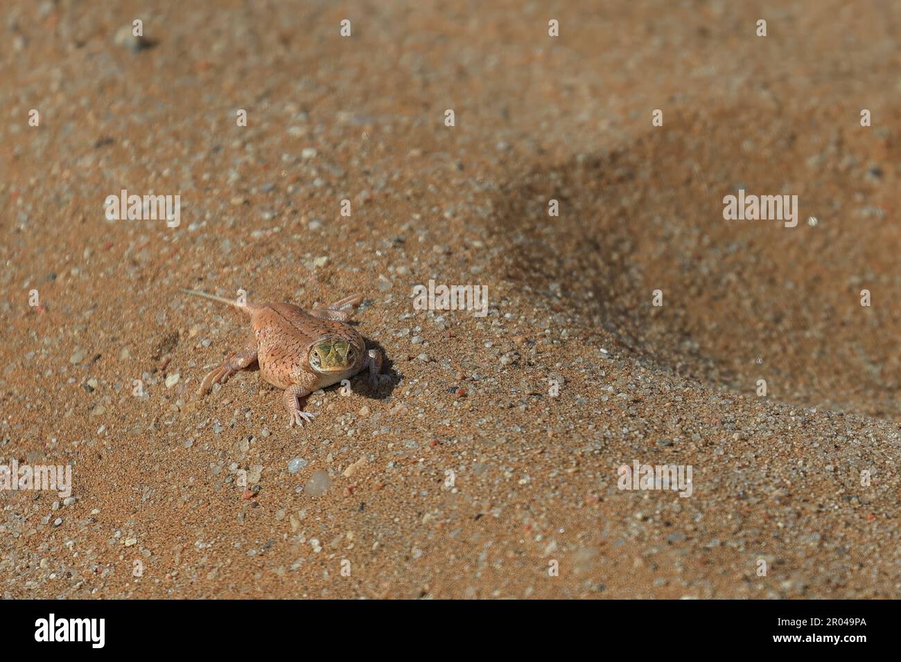 shovel-snouted lizard in the Namib Desert Stock Photo - Alamy