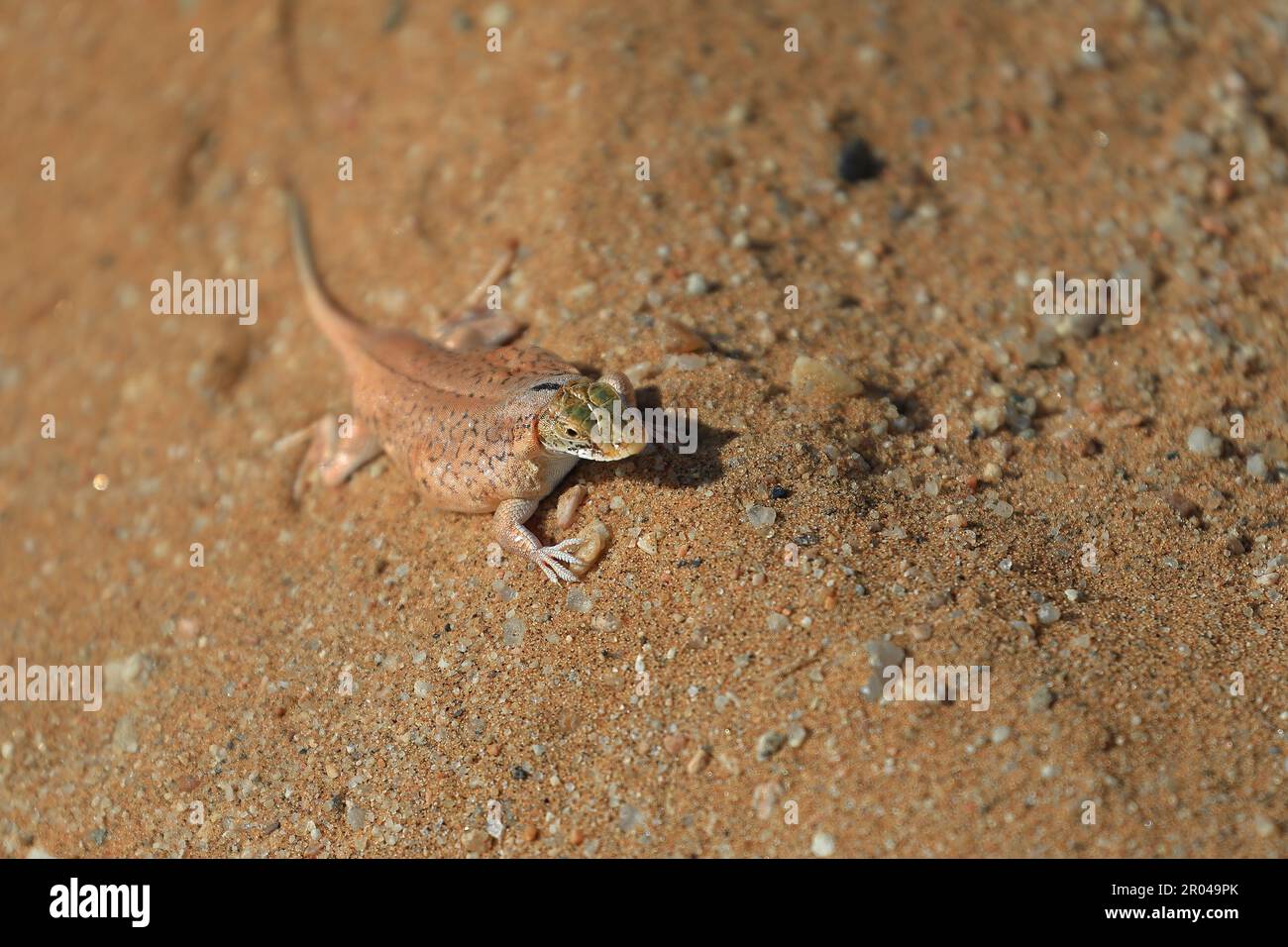 shovel-snouted lizard in the Namib Desert Stock Photo - Alamy