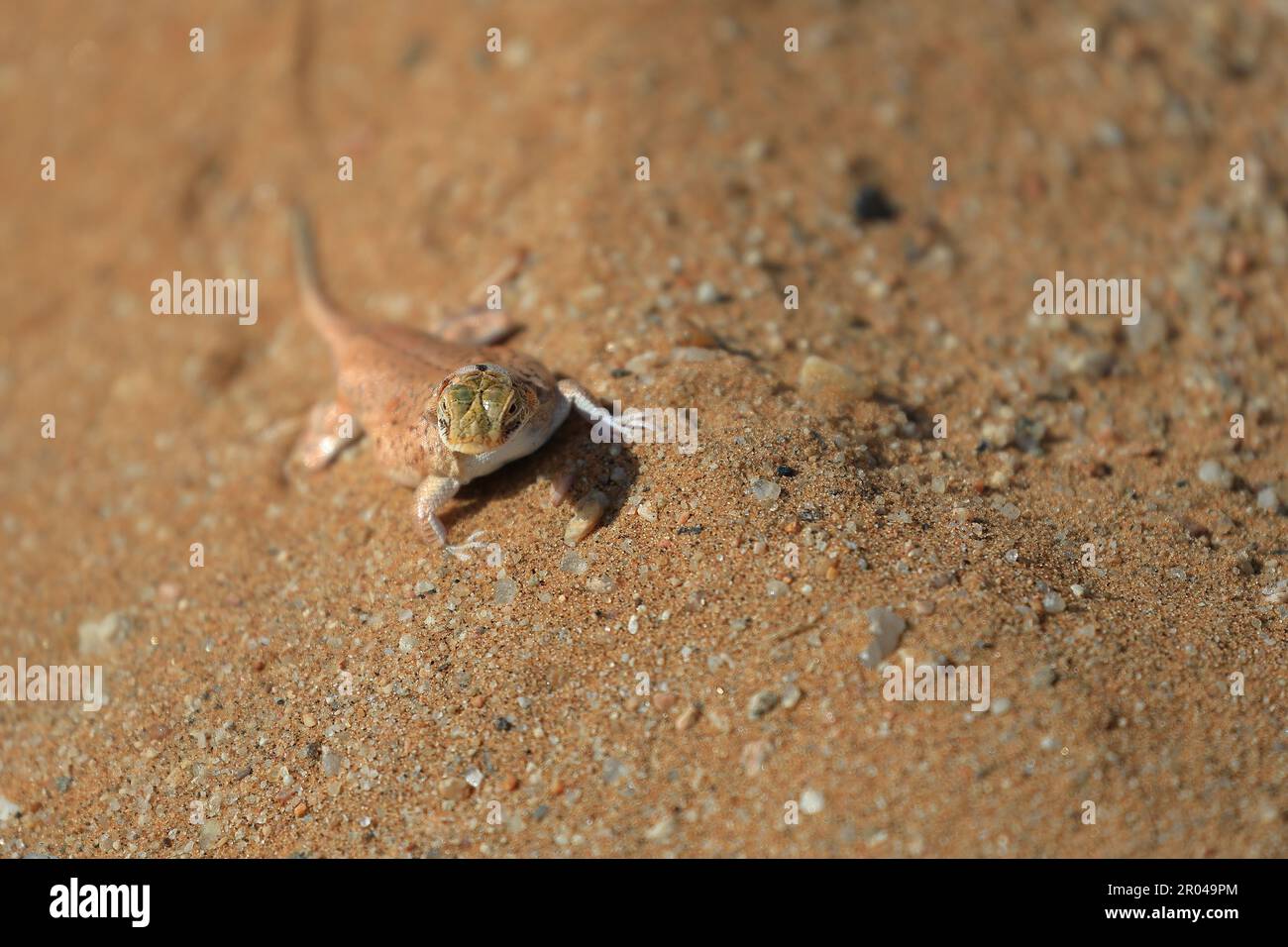 shovel-snouted lizard in the Namib Desert Stock Photo - Alamy