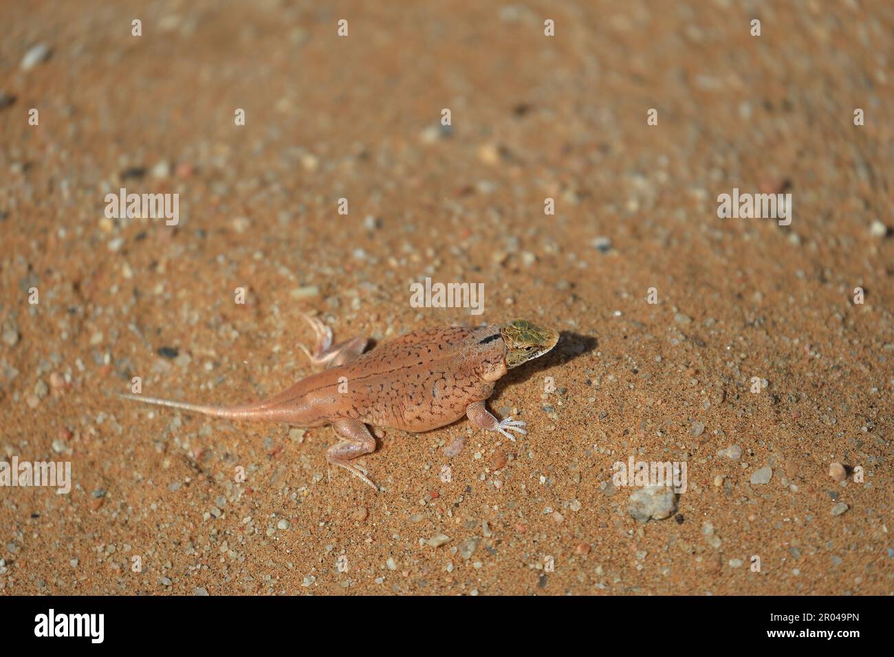 shovel-snouted lizard in the Namib Desert Stock Photo - Alamy