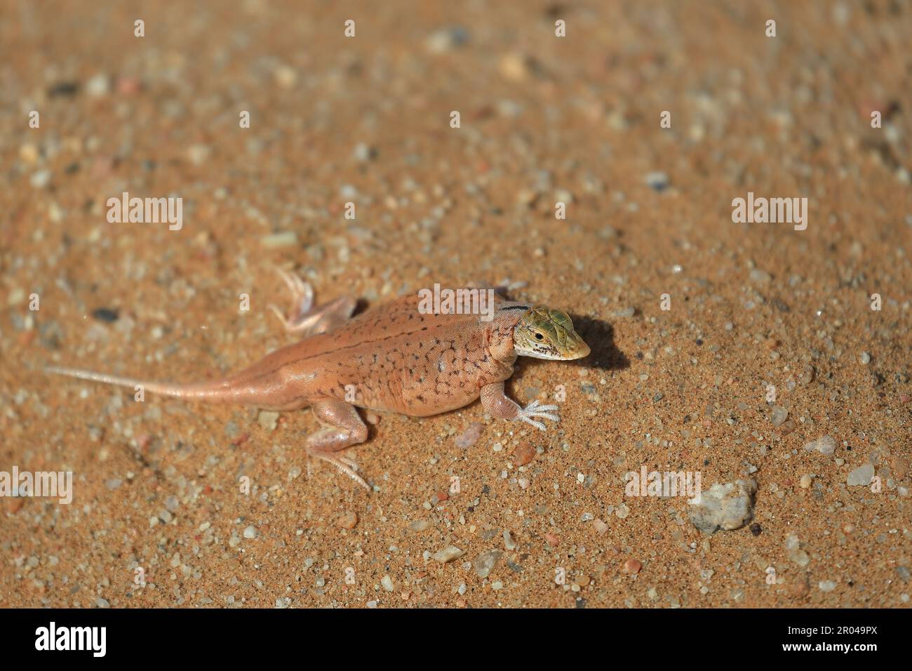shovel-snouted lizard in the Namib Desert Stock Photo - Alamy