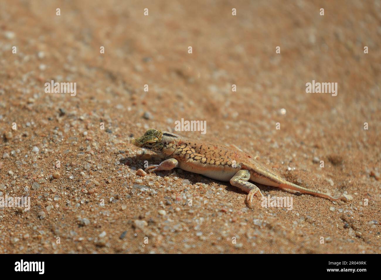 Namibia lizard desert hi-res stock photography and images - Alamy