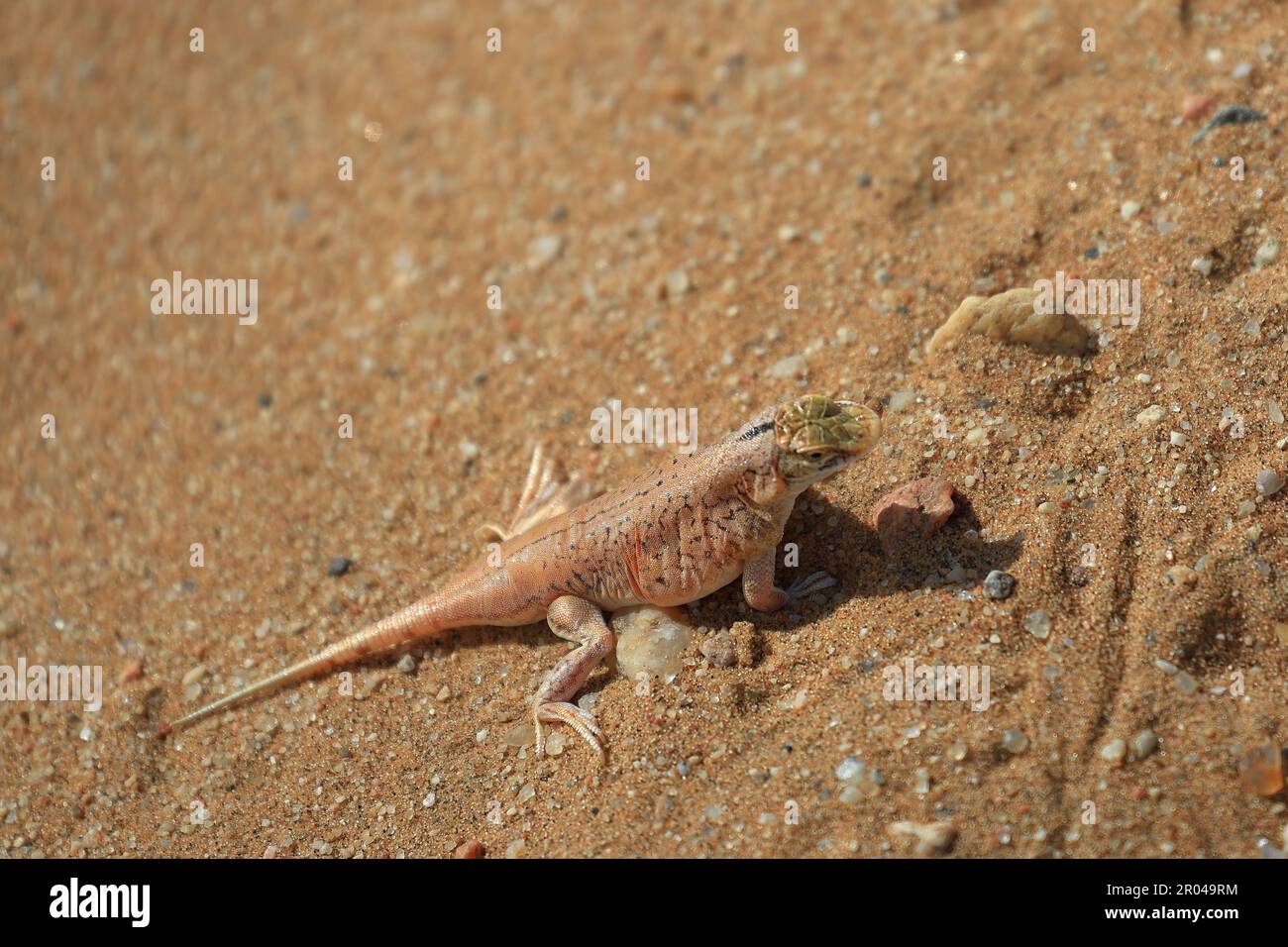 shovel-snouted lizard in the Namib Desert Stock Photo - Alamy