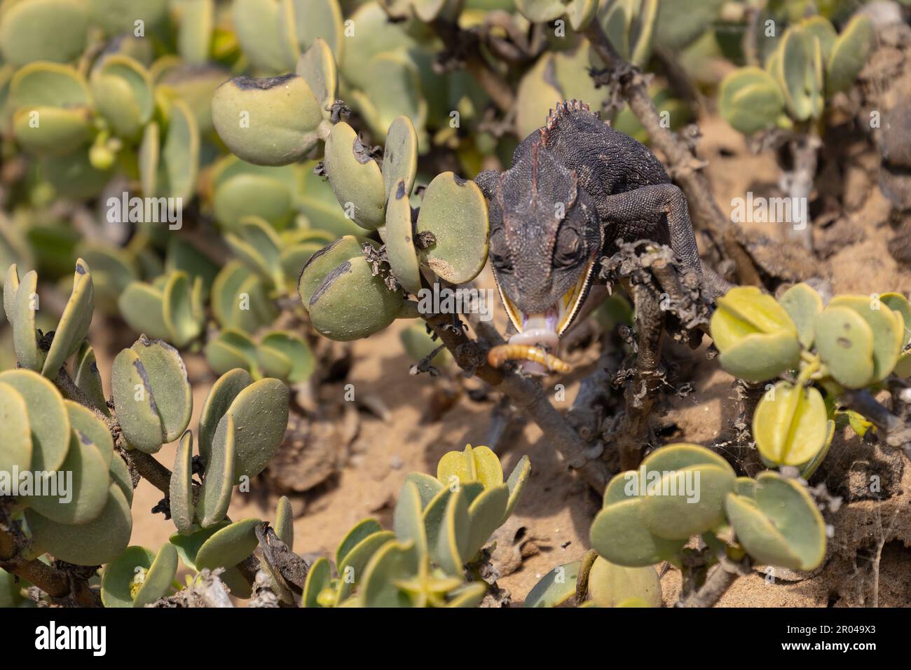 chameleon using its tongue for catching food in the Namib Desert Stock ...