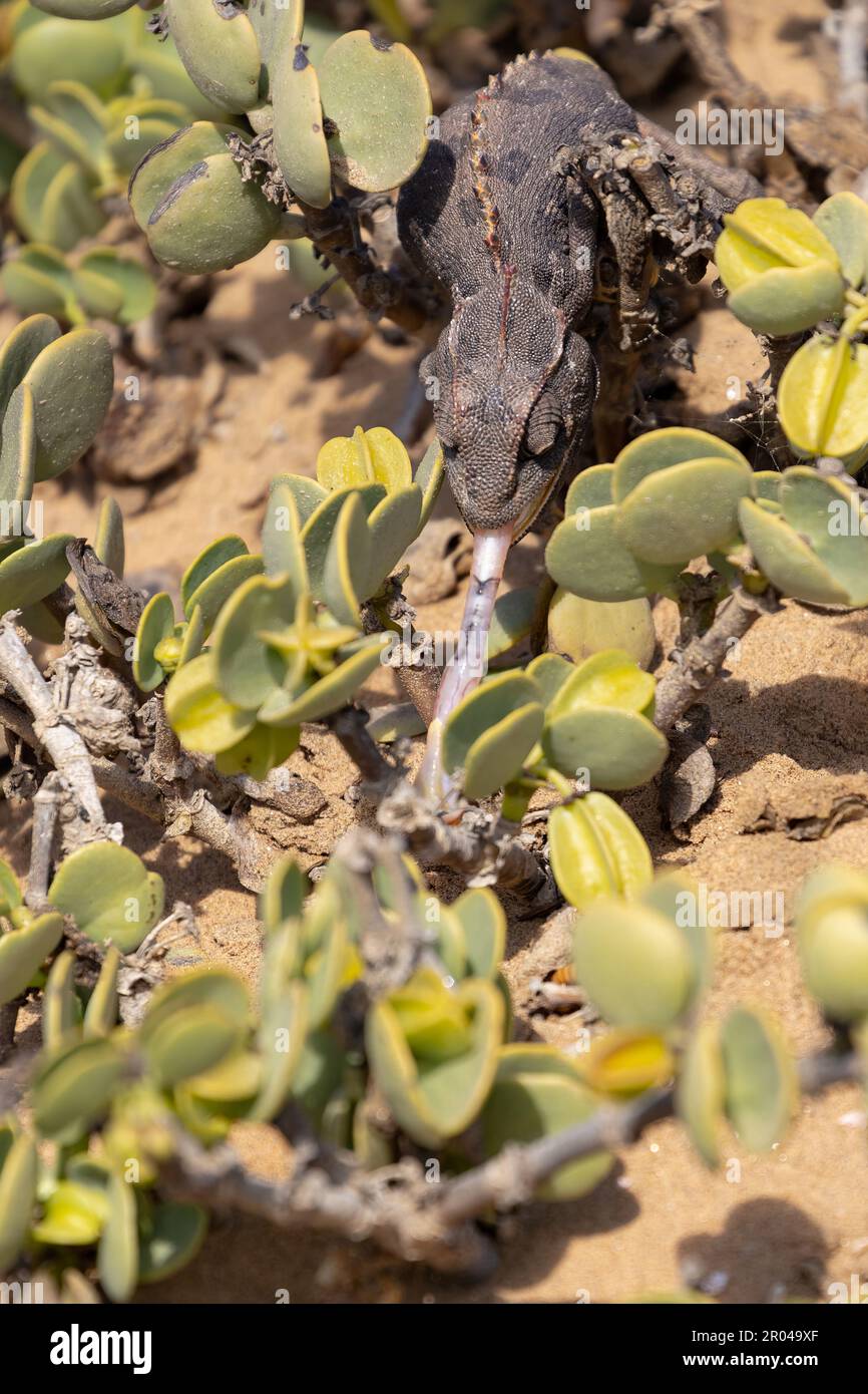 chameleon using its tongue for catching food in the Namib Desert Stock ...