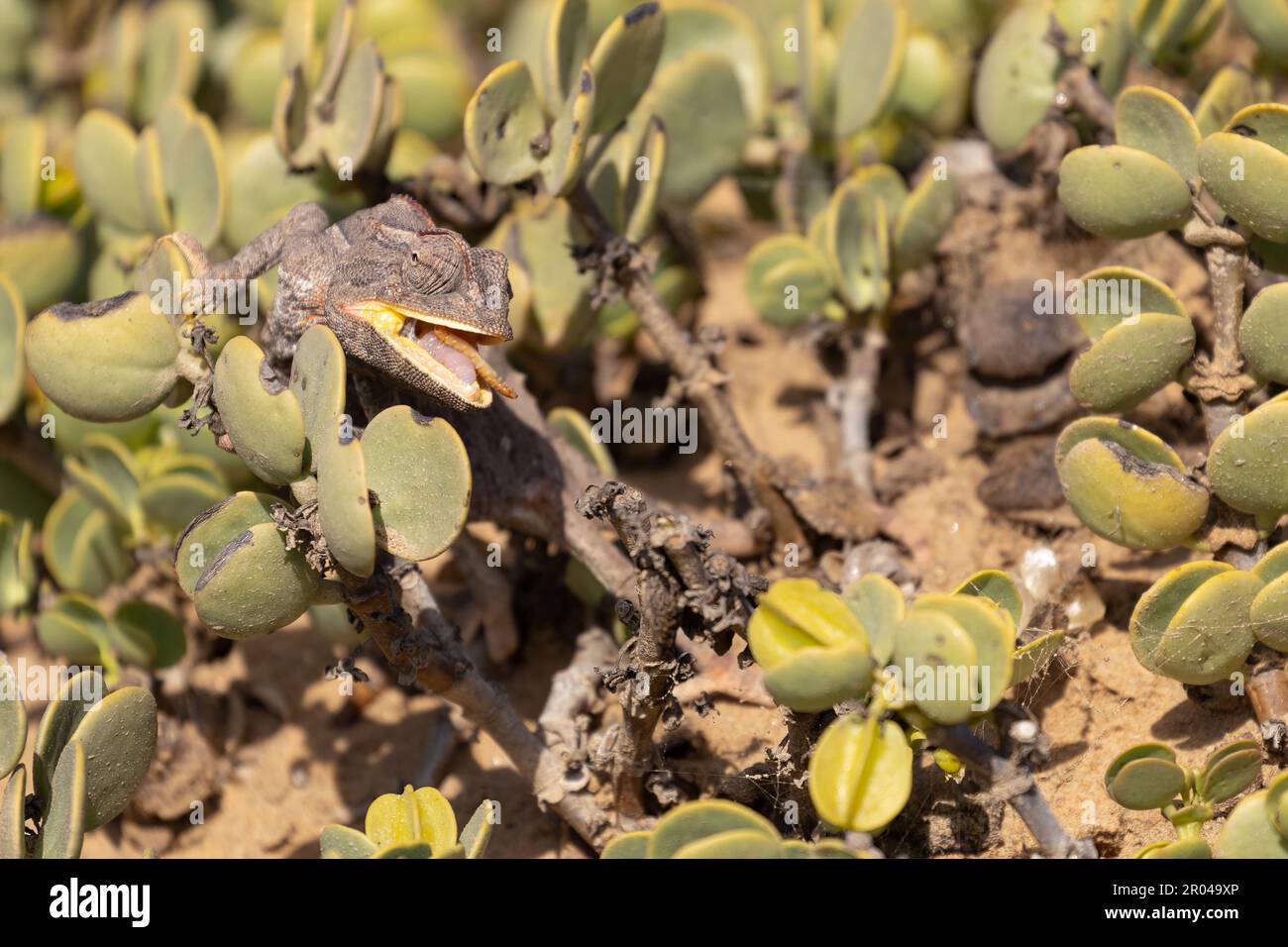 chameleon using its tongue for catching food in the Namib Desert Stock ...